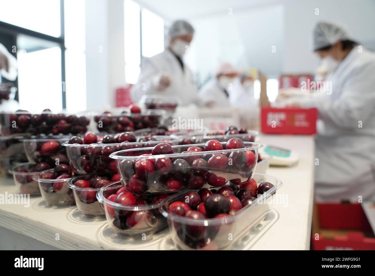 Fuyuan, chinesische Provinz Heilongjiang. Januar 2024. Mitarbeiter ...