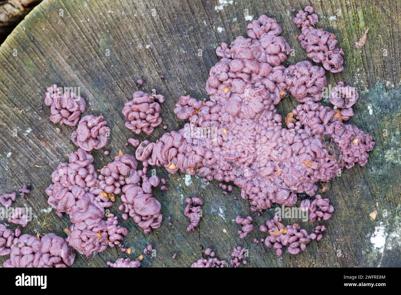 Fleischroter Gallertbecher, auf Totholz, Ascocoryne sarcoides ...