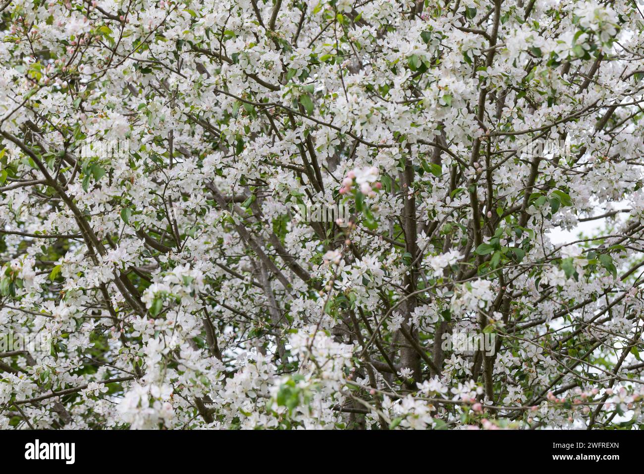 Wildapfel, Wilder Apfel, Holz-Apfel, Wildapfel, Holzapfel, europäischer ...