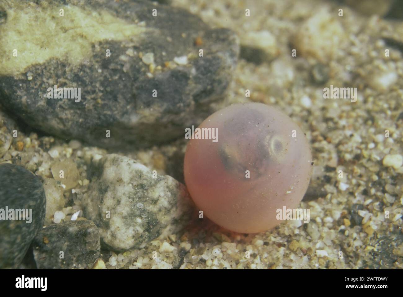 Pazifische lachseier -Fotos und -Bildmaterial in hoher Auflösung – Alamy