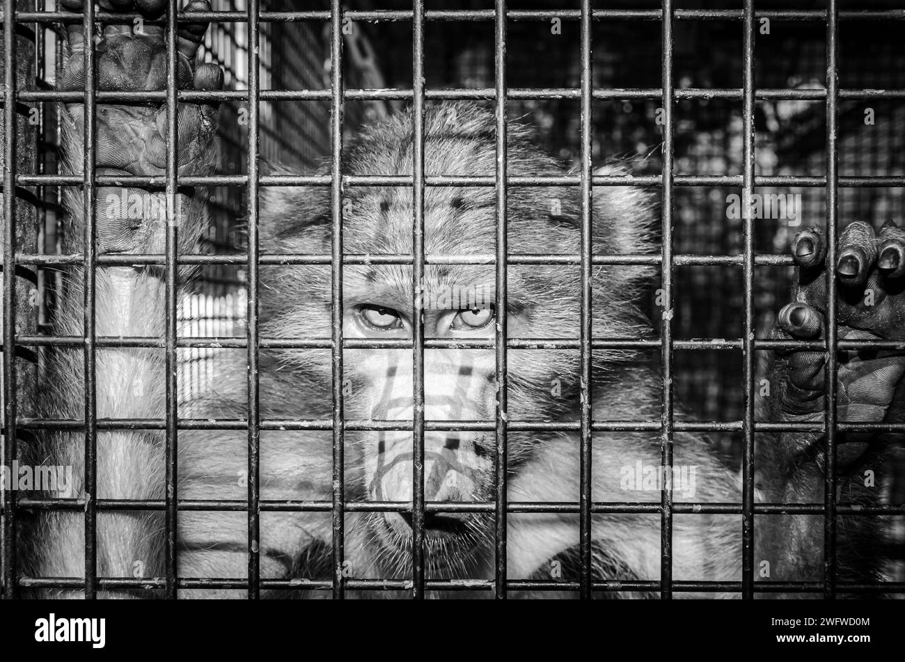 Trauriger affe -Fotos und -Bildmaterial in hoher Auflösung – Alamy