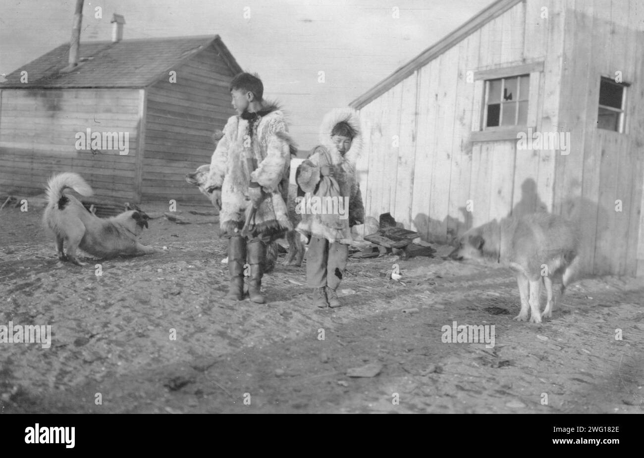 Alaska eskimo hunde -Fotos und -Bildmaterial in hoher Auflösung – Alamy