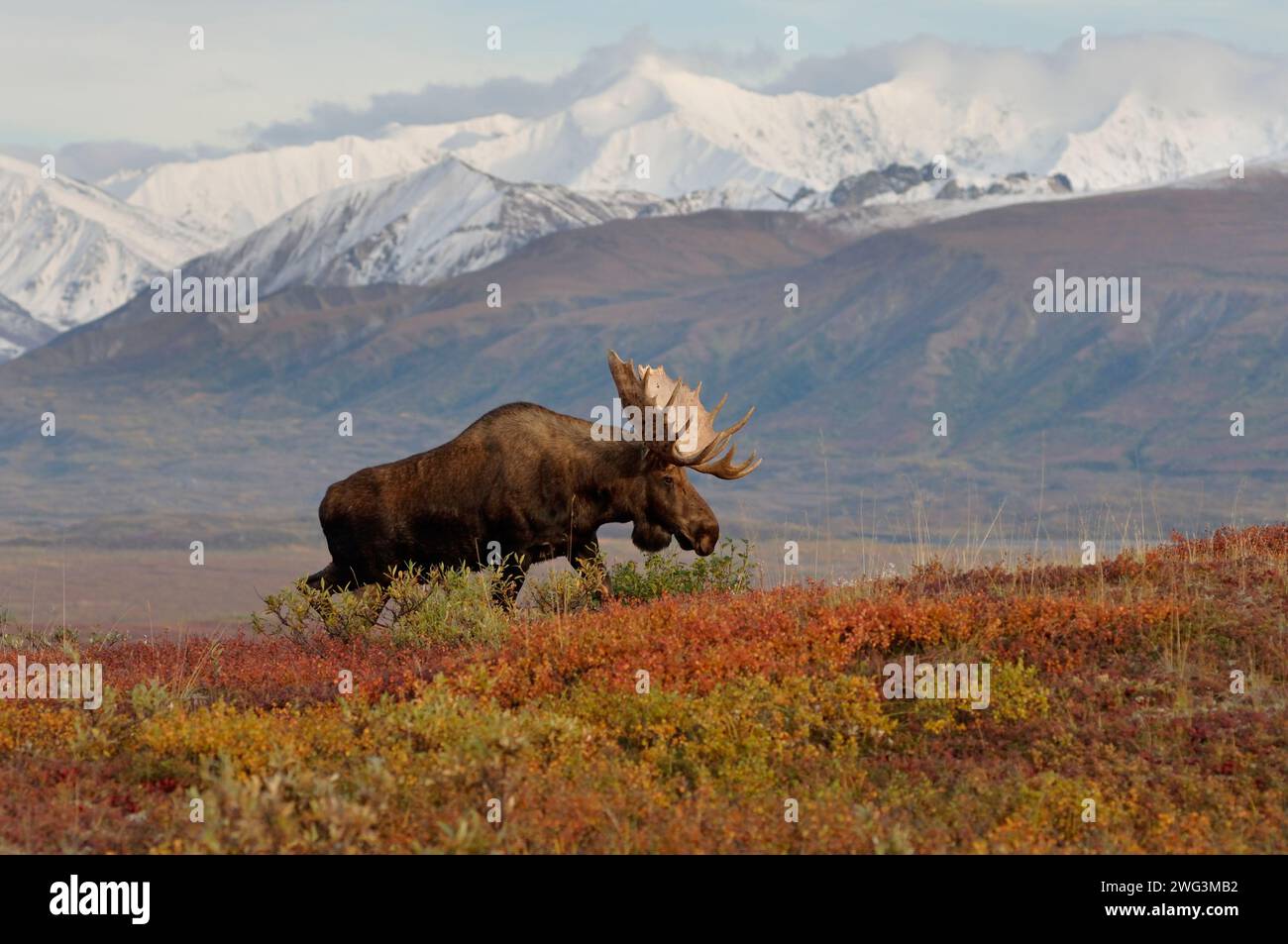 Elche Alces Alces alcert Bullen mit großen Geweihen in Herbstfarben mit ...