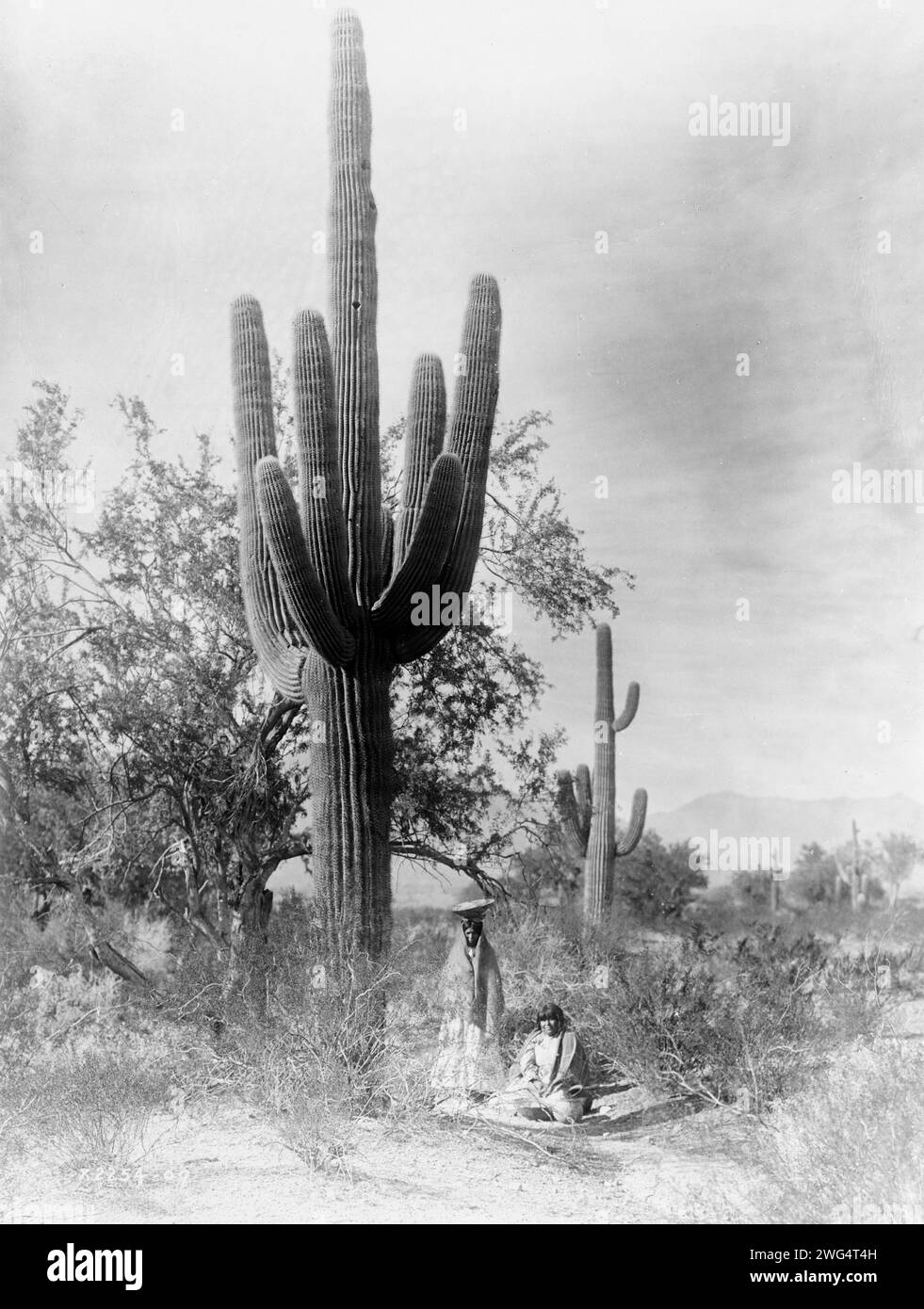 Saguaro kaktus der 1900er jahre -Fotos und -Bildmaterial in hoher ...