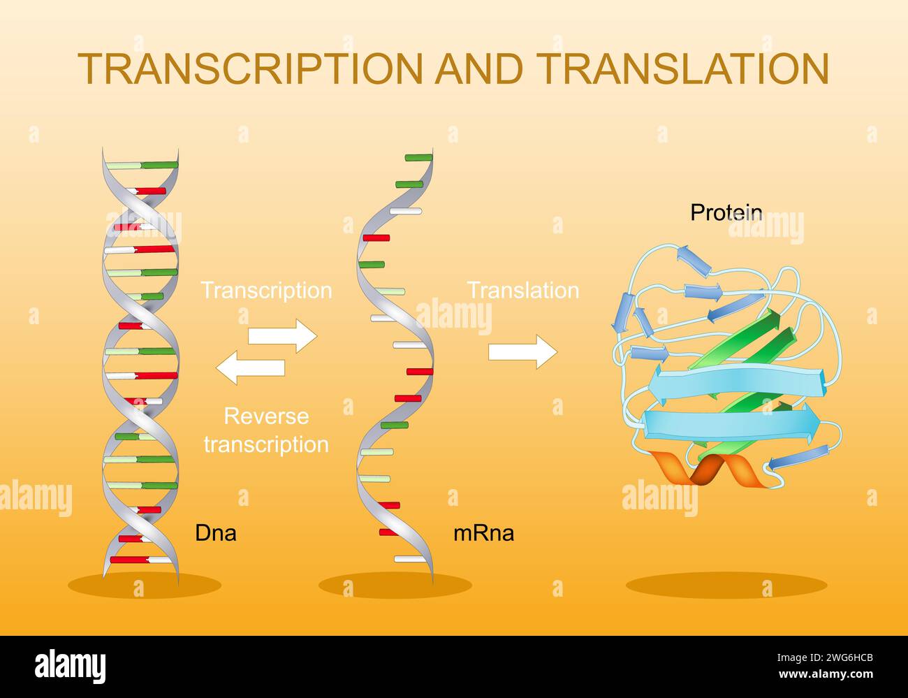 Transkriptionsdiagramm Beschriftet Die Interaktion Der