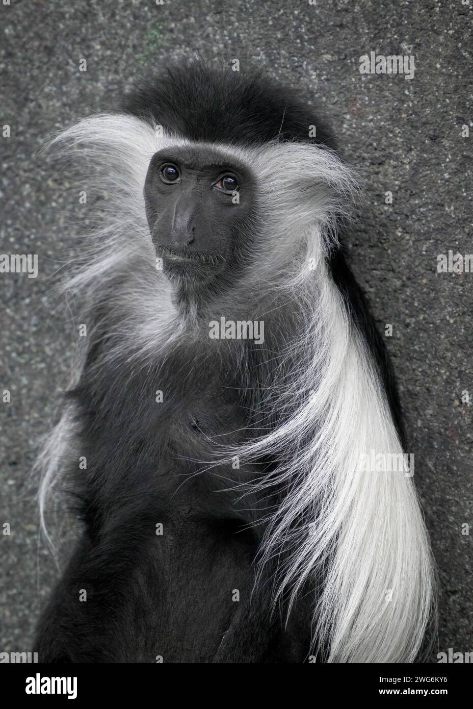 Angola colobus -Fotos und -Bildmaterial in hoher Auflösung – Alamy
