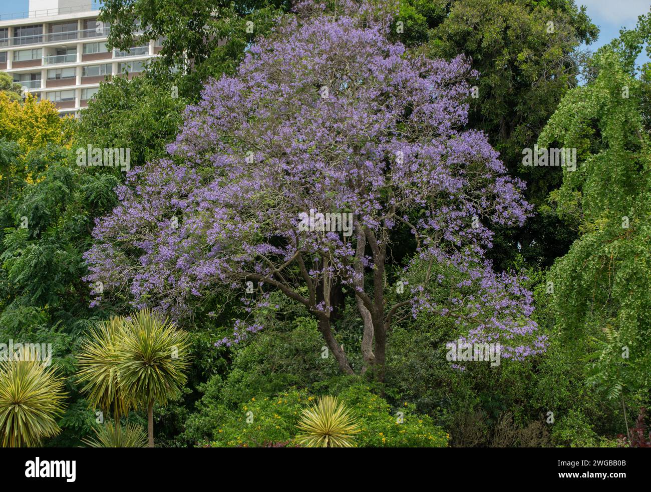 Jacaranda trees in flower -Fotos und -Bildmaterial in hoher Auflösung – Alamy