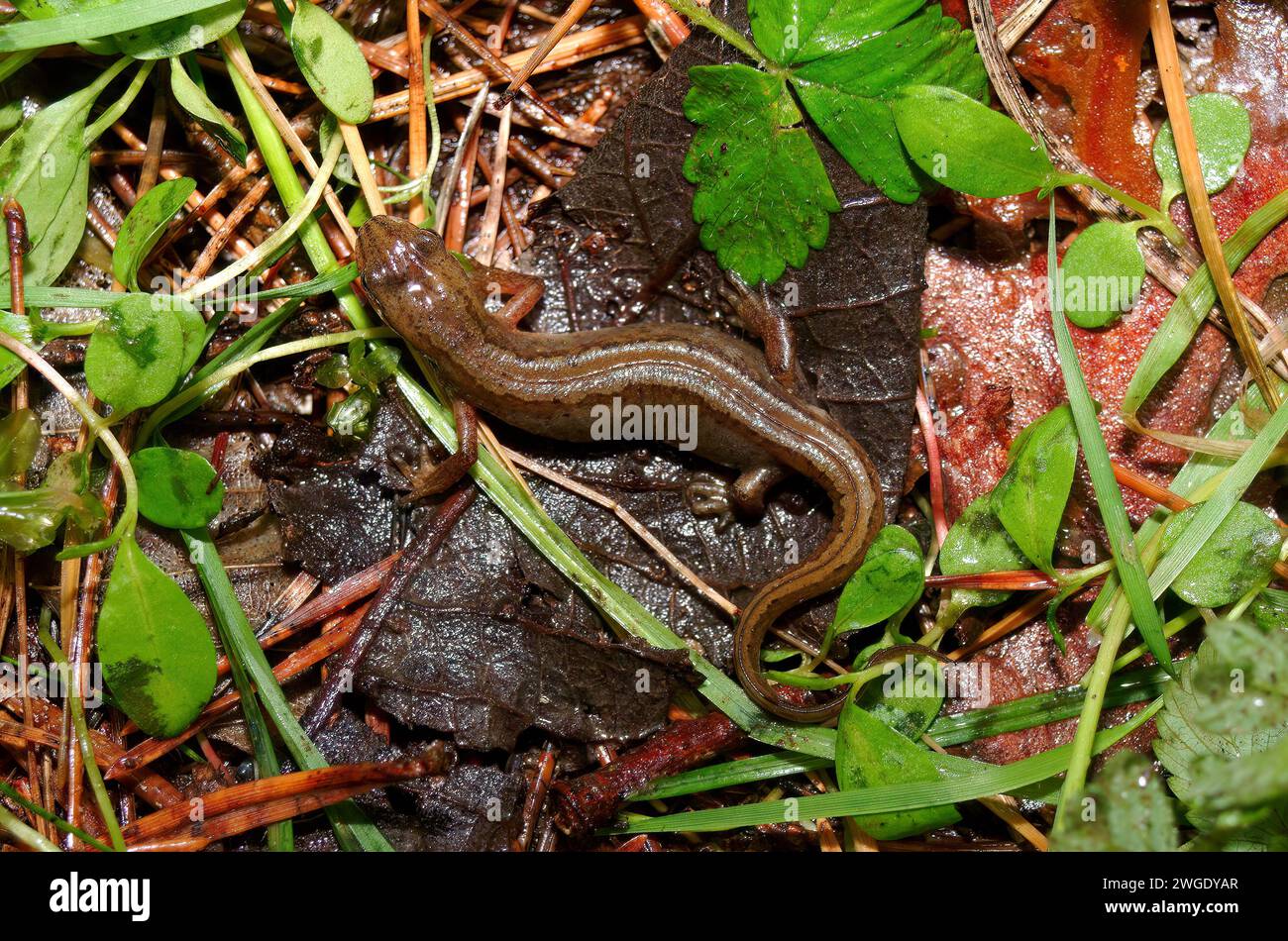 Triton vulgaire -Fotos und -Bildmaterial in hoher Auflösung – Alamy