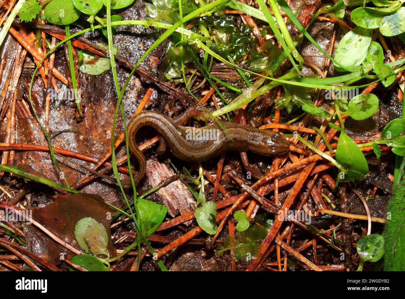 Triton vulgaire -Fotos und -Bildmaterial in hoher Auflösung – Alamy