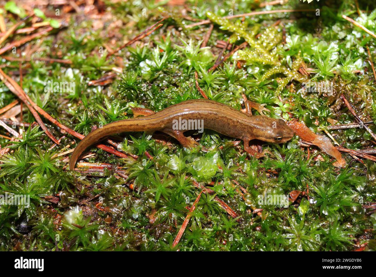 Glatter Molch, Teichmolch, triton ponctué, Triturus vulgaris, pettyes ...