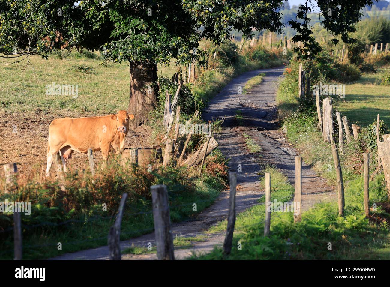 Bekannte rasse -Fotos und -Bildmaterial in hoher Auflösung – Alamy