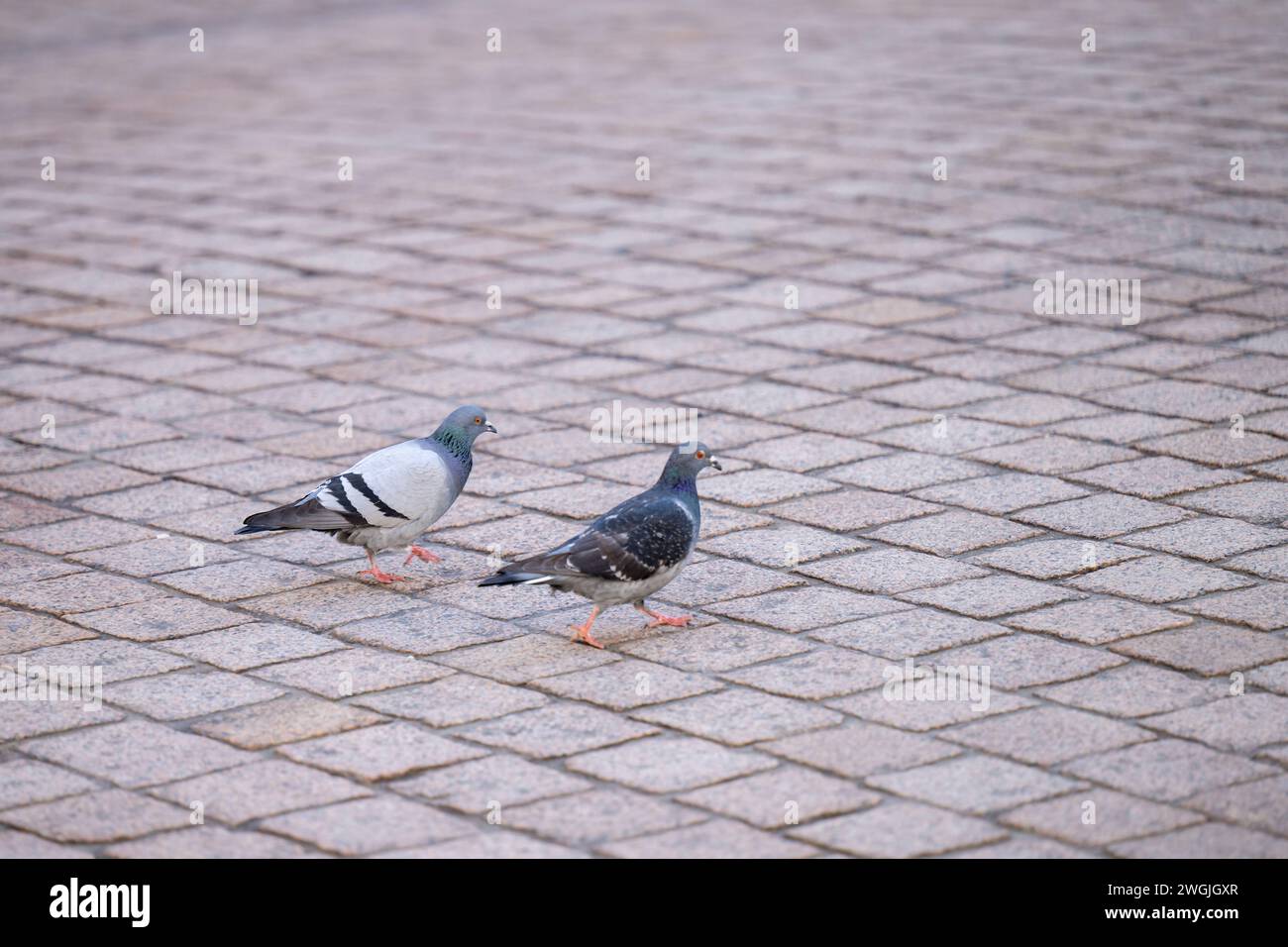 Stadttauben auf gepflastertem Platz , Alltag, 05.02.2024, zwei tauben ...