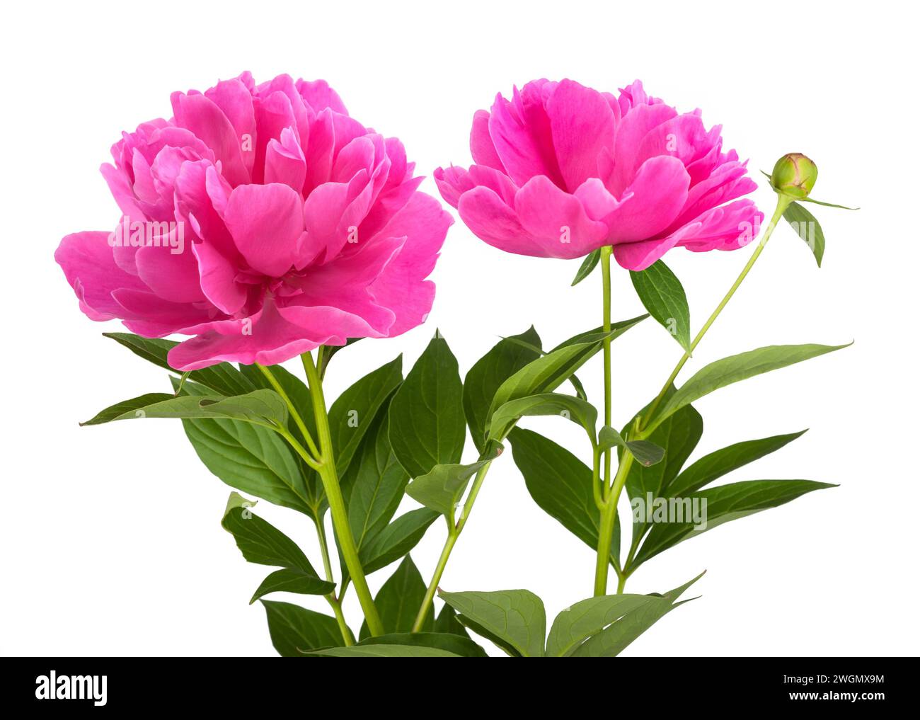 Lila rosa pfingstrose -Fotos und -Bildmaterial in hoher Auflösung – Alamy