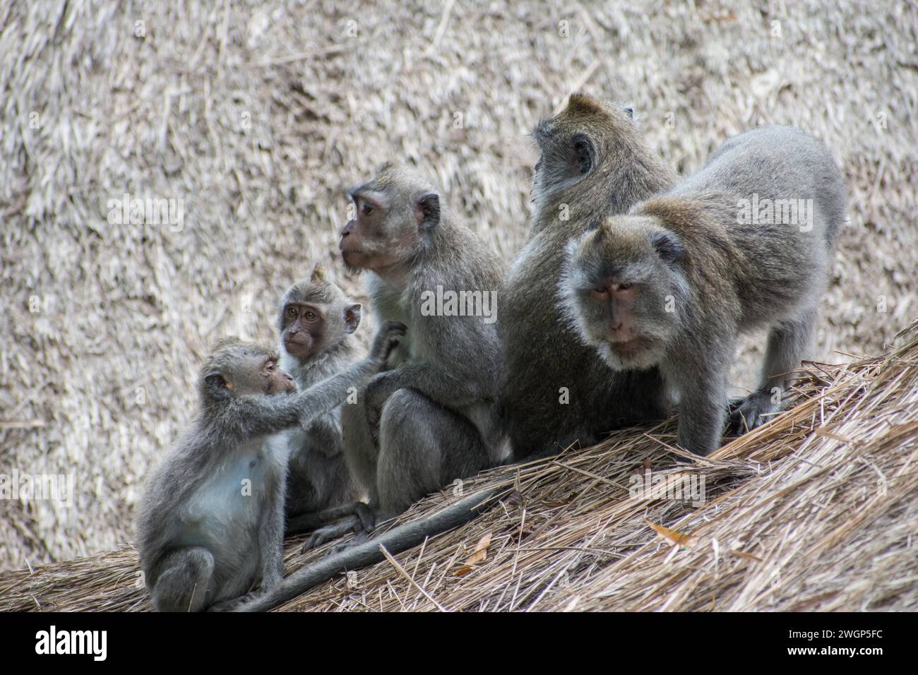 Balinesische makaken -Fotos und -Bildmaterial in hoher Auflösung – Alamy