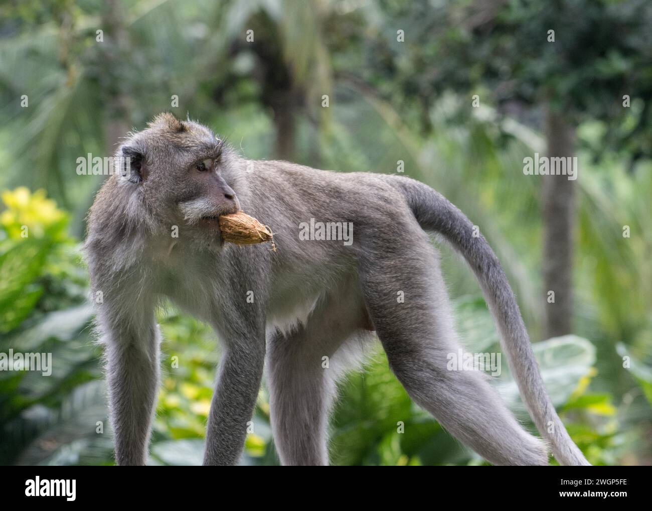 Balinesische makaken -Fotos und -Bildmaterial in hoher Auflösung – Alamy