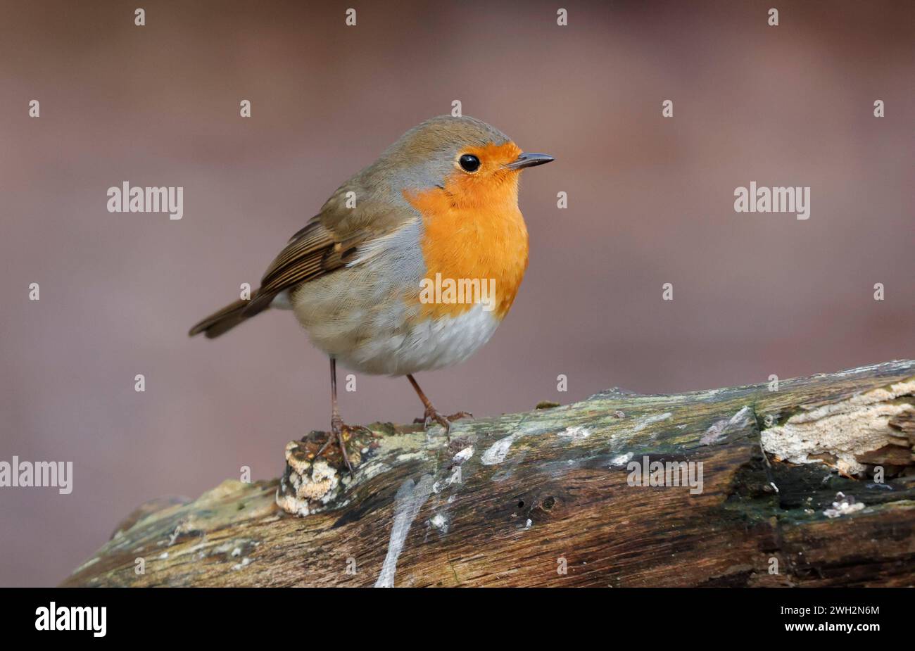 Berlin, Spandau, Rotkehlchen Erithacus rubecula, Rotkehlchen Krieg in ...