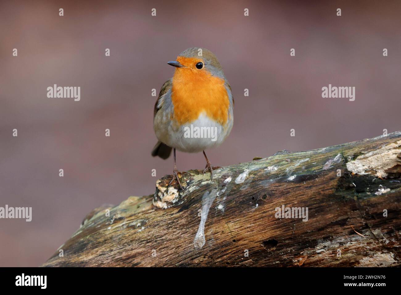 Berlin, Spandau, Rotkehlchen Erithacus rubecula, Rotkehlchen Krieg in ...