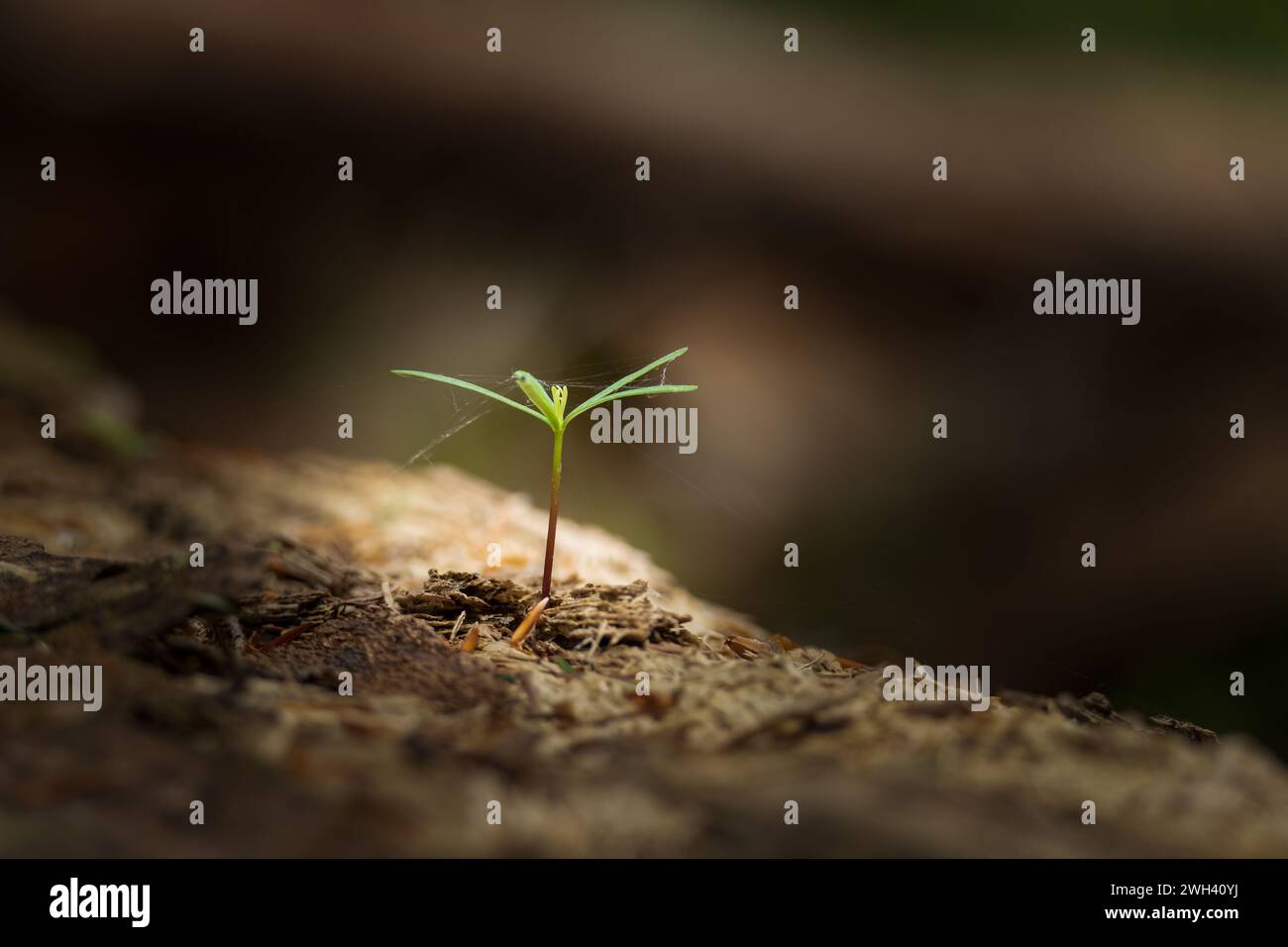 Erste lebenstage -Fotos und -Bildmaterial in hoher Auflösung – Alamy
