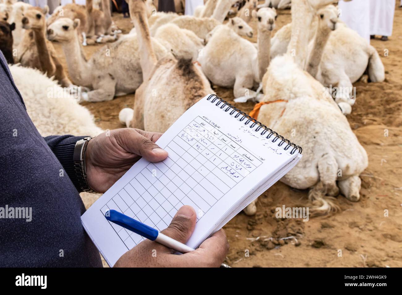 Saudi man with camel -Fotos und -Bildmaterial in hoher Auflösung – Alamy