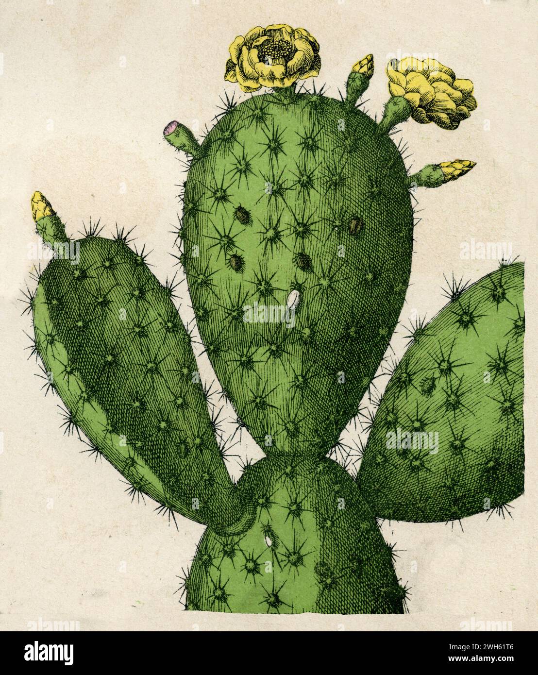 Kaktus nopal -Fotos und -Bildmaterial in hoher Auflösung – Alamy