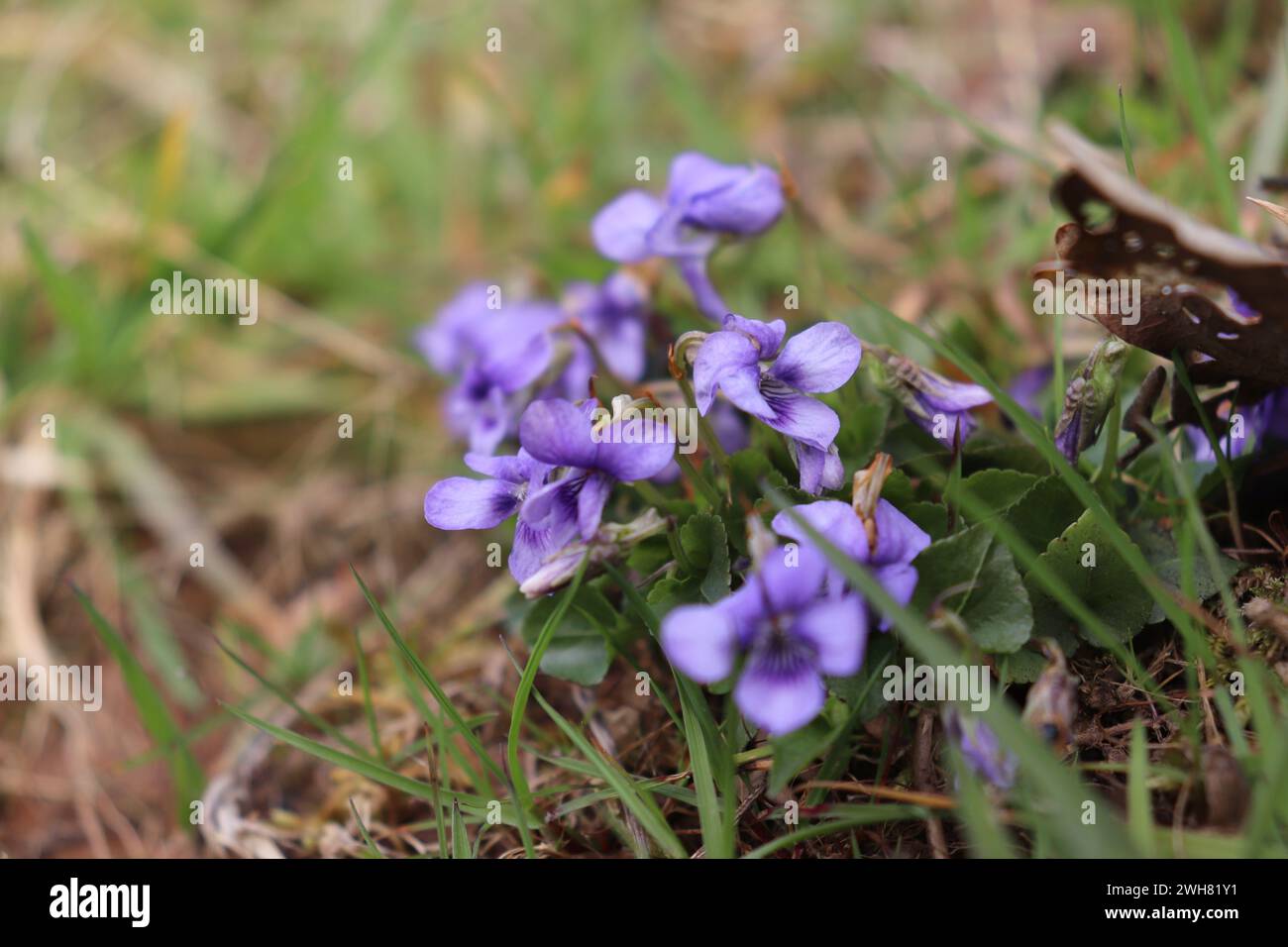 Wiese tim -Fotos und -Bildmaterial in hoher Auflösung – Alamy