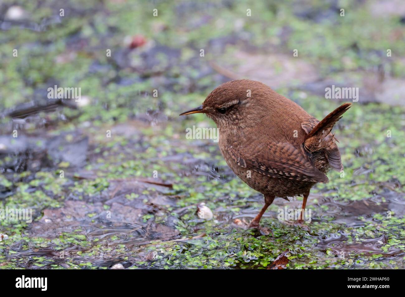 Wren Troglodytes x2, gehen auf Wasserteich Unkraut auf der Jagd auf ...