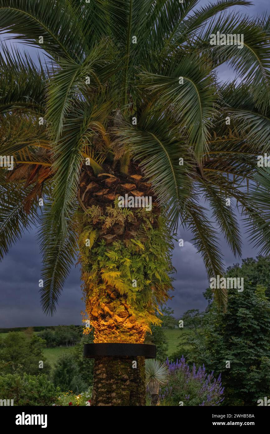 Kanarienpalme phoenix canariensis -Fotos und -Bildmaterial in hoher Auflösung – Alamy