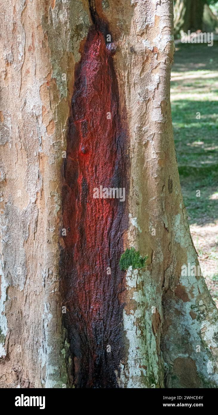 Paubrasilia echinata, eine im Atlantischen Wald Brasiliens endemische ...