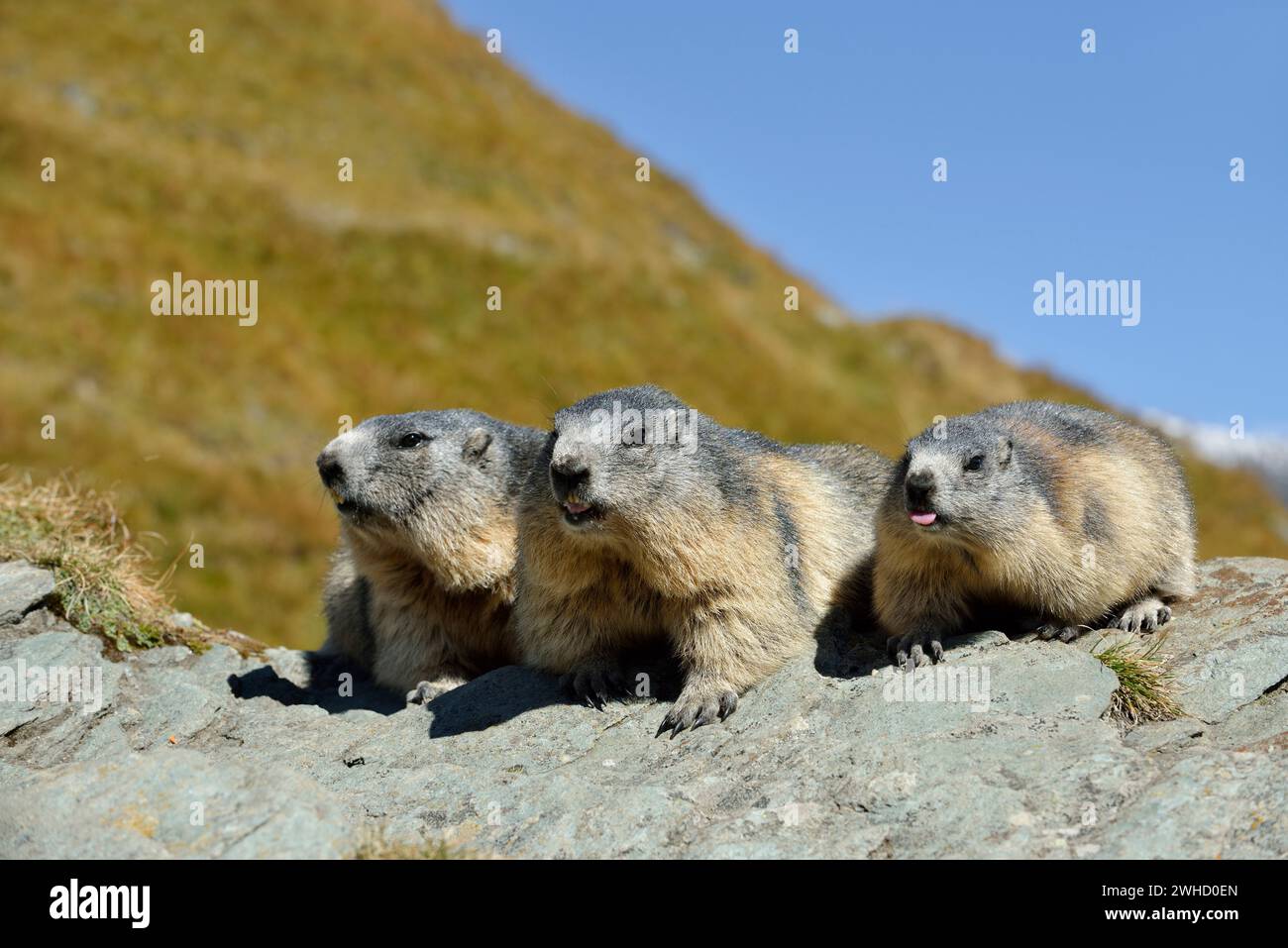Alpine murmeltiere marmota marmota -Fotos und -Bildmaterial in hoher Auflösung – Alamy