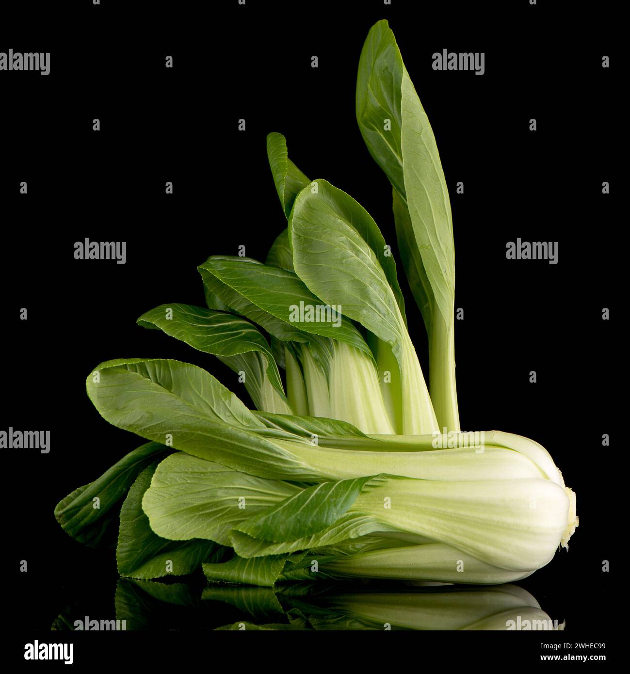 Shanghai pak choi shanghai senfkohl -Fotos und -Bildmaterial in hoher ...