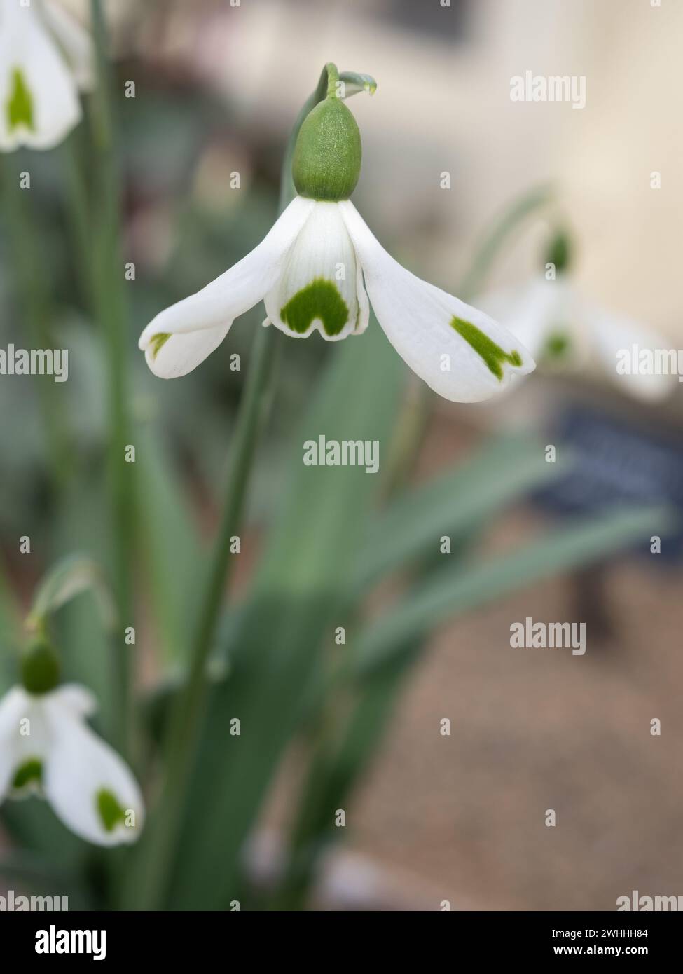 Galanthus trumps -Fotos und -Bildmaterial in hoher Auflösung – Alamy