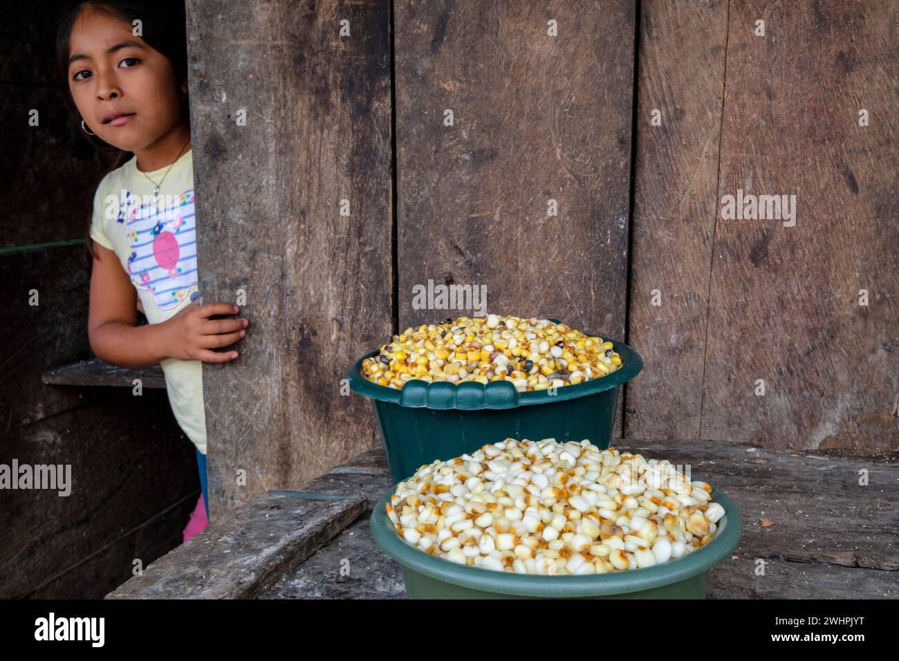 Maiz de guatemala -Fotos und -Bildmaterial in hoher Auflösung – Alamy