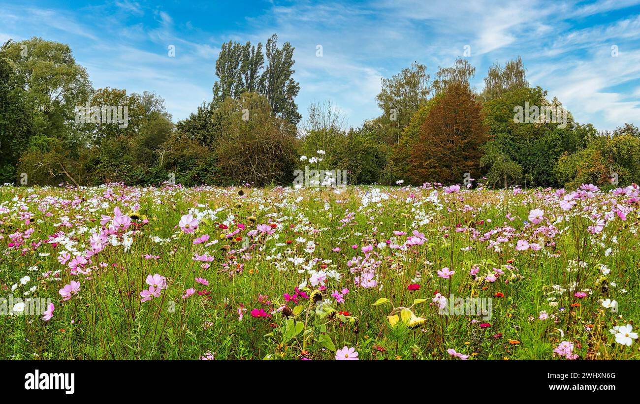 Blumen bunt vielfalt wiese -Fotos und -Bildmaterial in hoher Auflösung ...