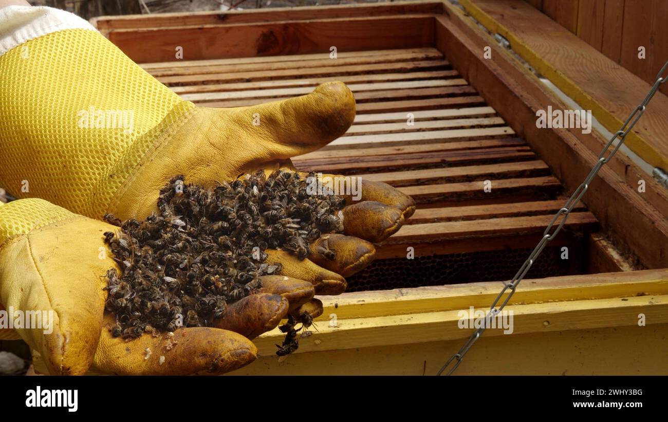 Varroa milben krankheit -Fotos und -Bildmaterial in hoher Auflösung – Alamy