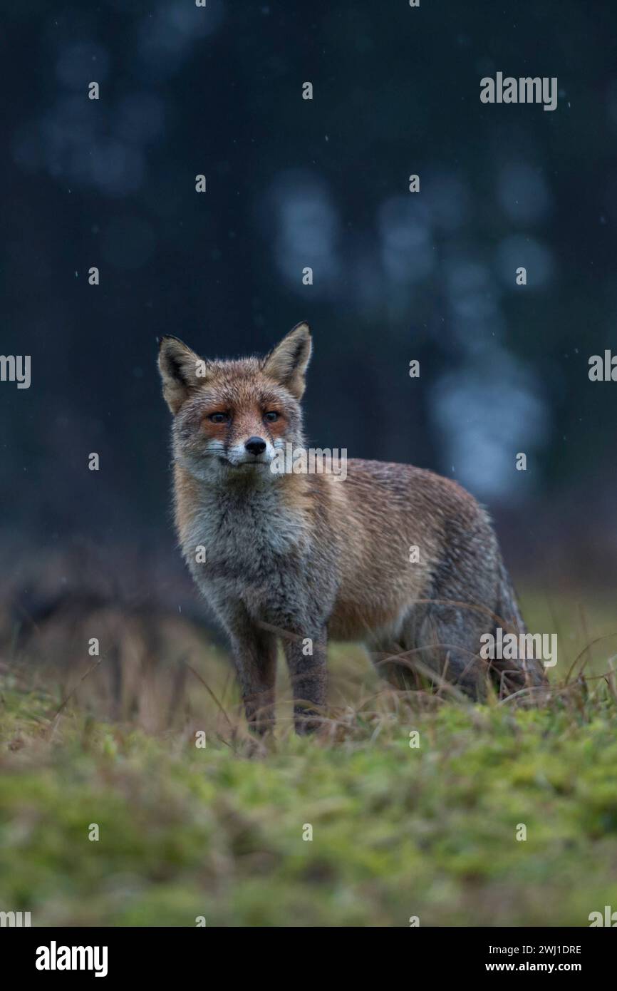 Rotfuchs Vulpes vulpes , Altfuchs, ausgewachsenes Tier, stehen auf ...
