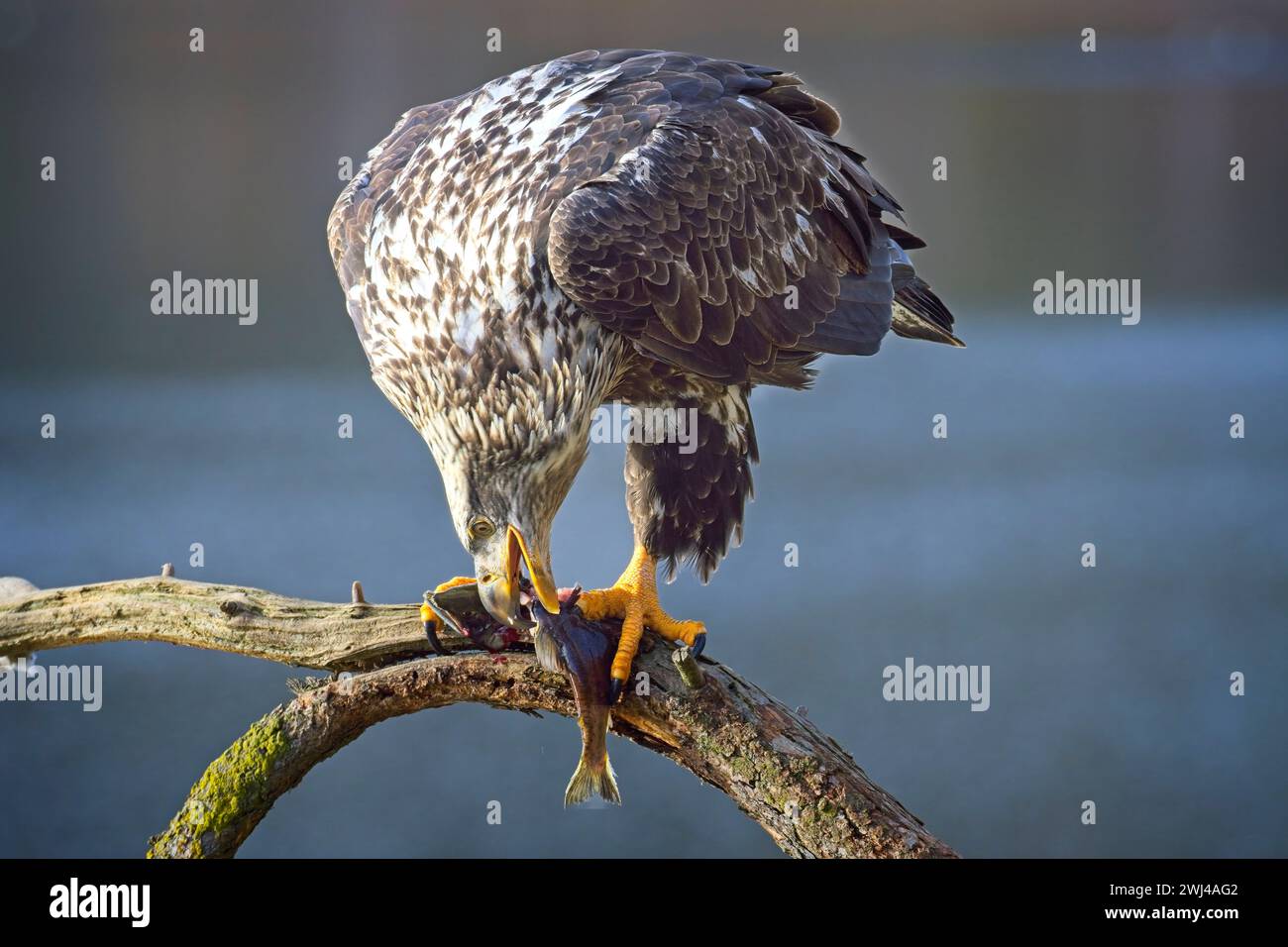 Beißender fisch -Fotos und -Bildmaterial in hoher Auflösung – Alamy