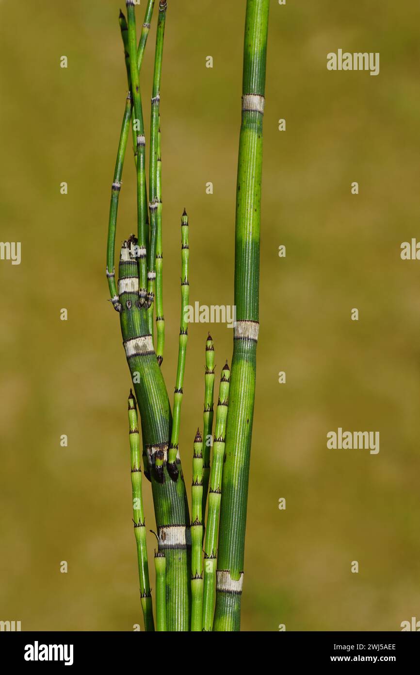 Equisetum japonica -Fotos und -Bildmaterial in hoher Auflösung – Alamy