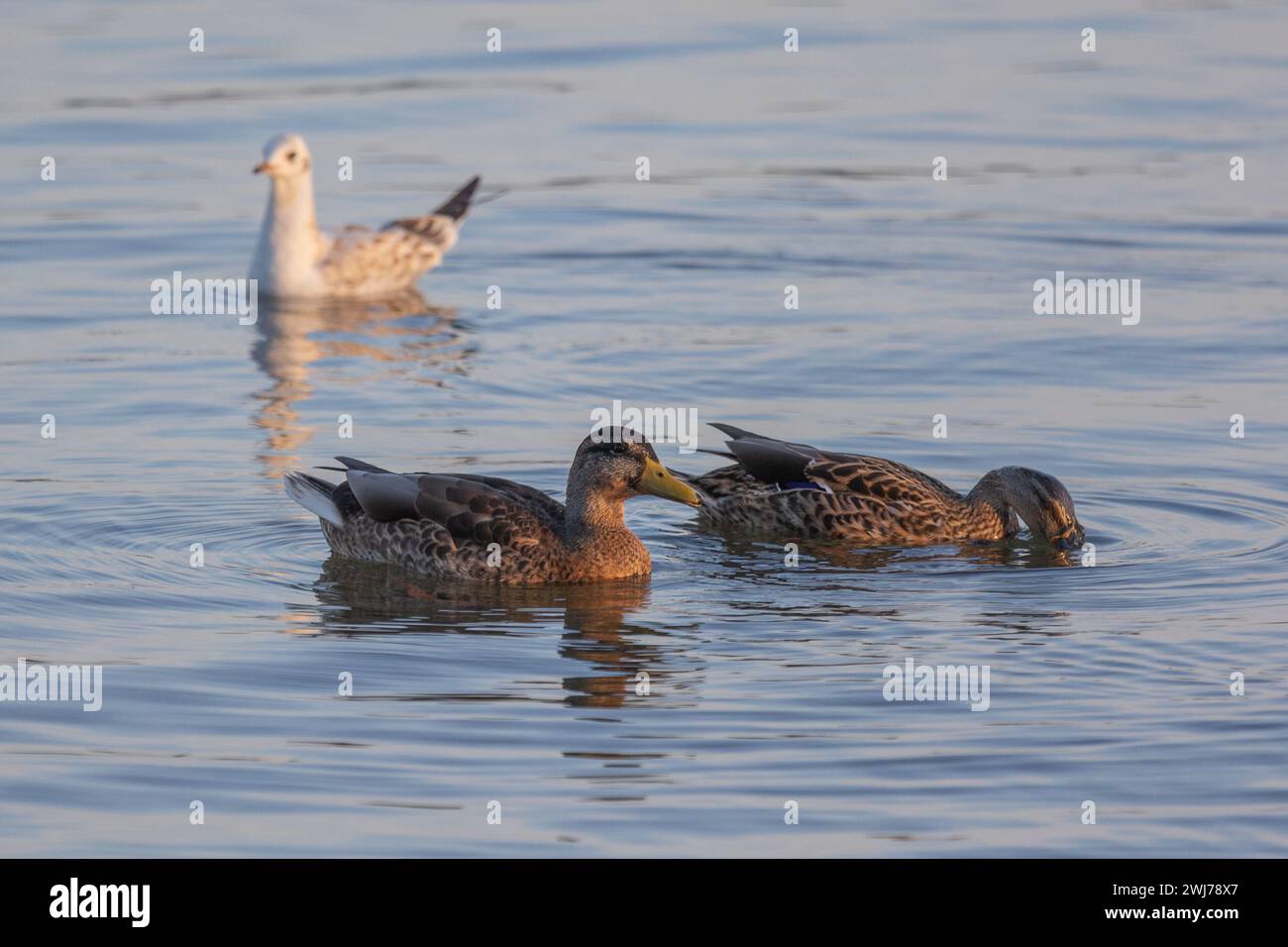 Zwei Enten (anatidae) schwimmen in einem See mit blauem Wasser, eine ...