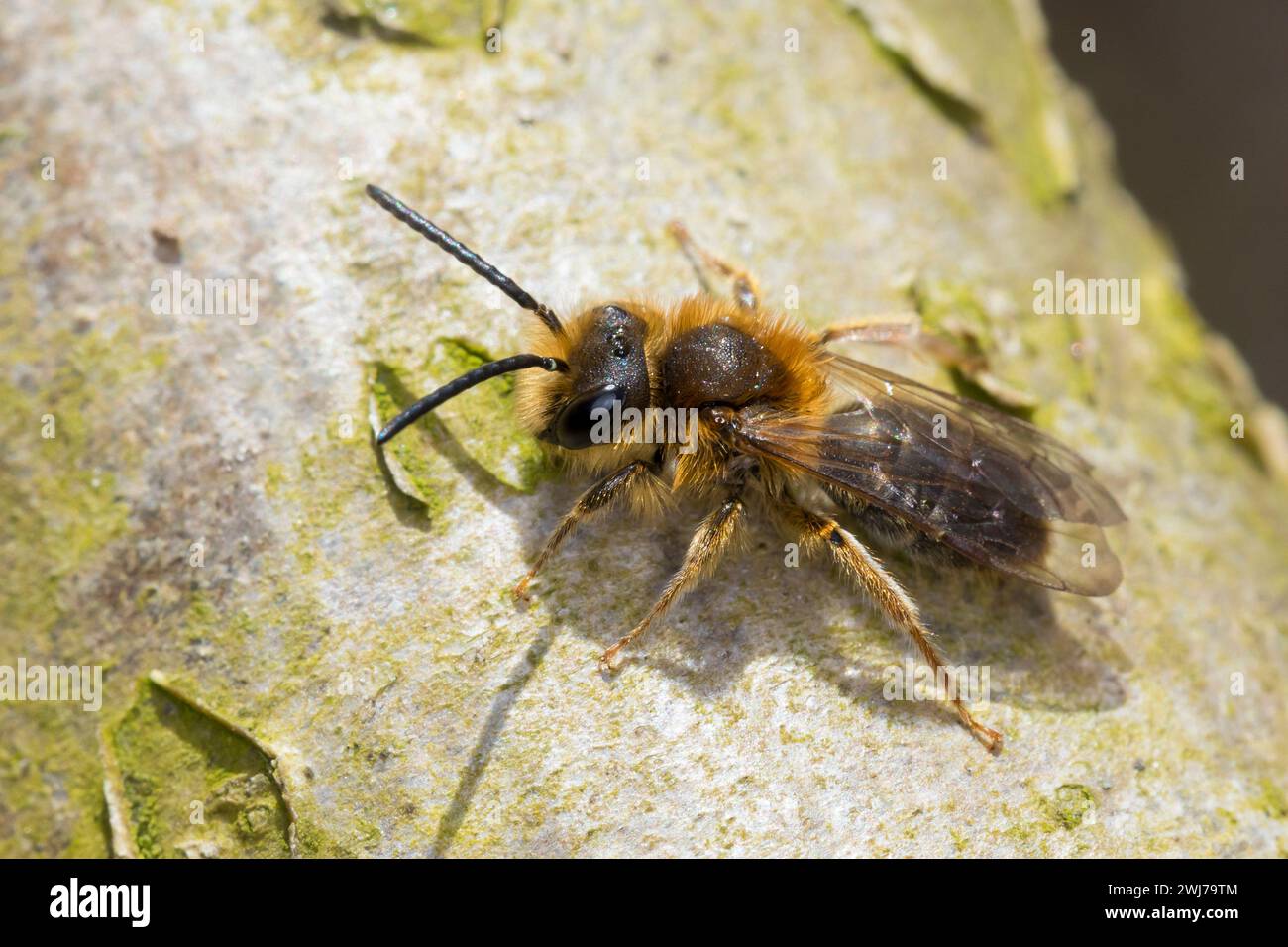 Andrena albicans -Fotos und -Bildmaterial in hoher Auflösung – Alamy