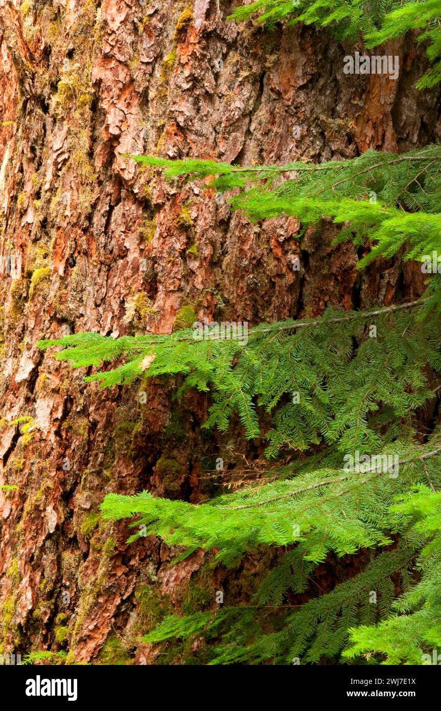 Douglasien entlang des Hackleman Old-Growth Trail, über den River und ...