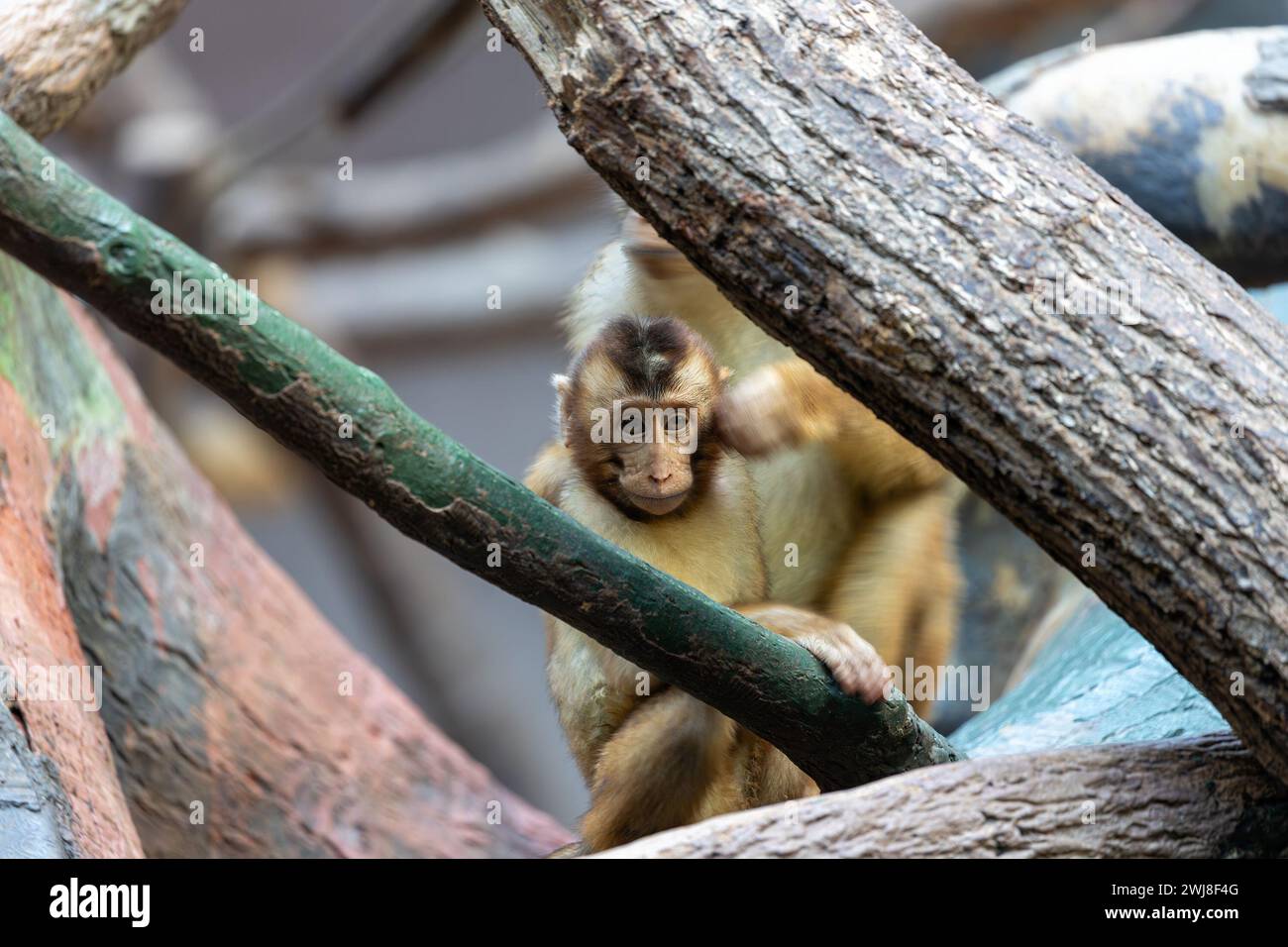 Kleine soziale bewegungen -Fotos und -Bildmaterial in hoher Auflösung ...
