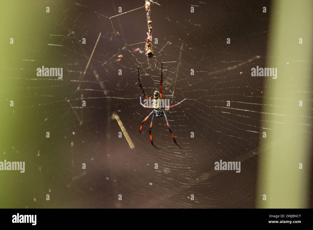 Anatomie von spinnen -Fotos und -Bildmaterial in hoher Auflösung – Alamy