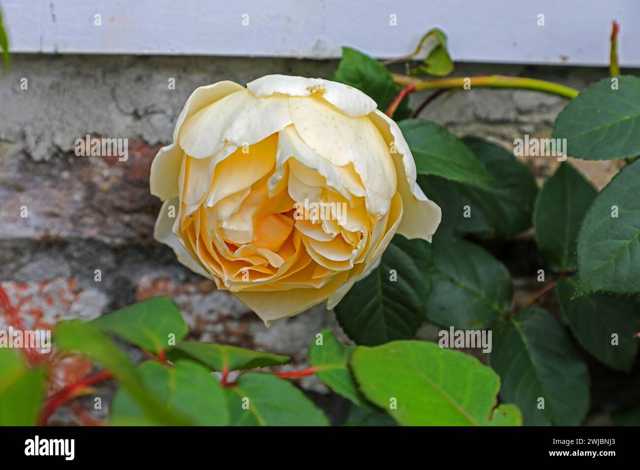 Genannt david -Fotos und -Bildmaterial in hoher Auflösung – Alamy