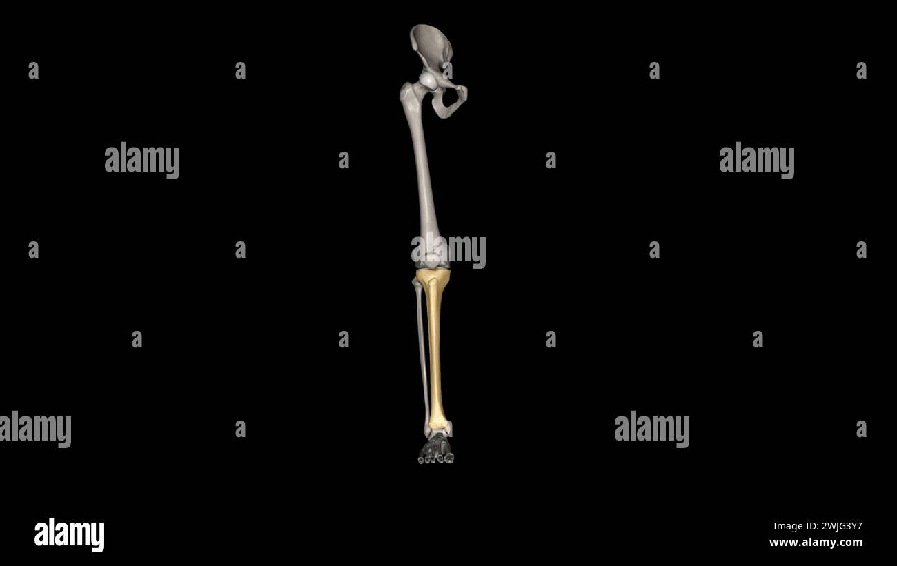 Die Tibia ist der Schienbeinknochen, der größere der beiden Knochen in der 3D-Abbildung des ...