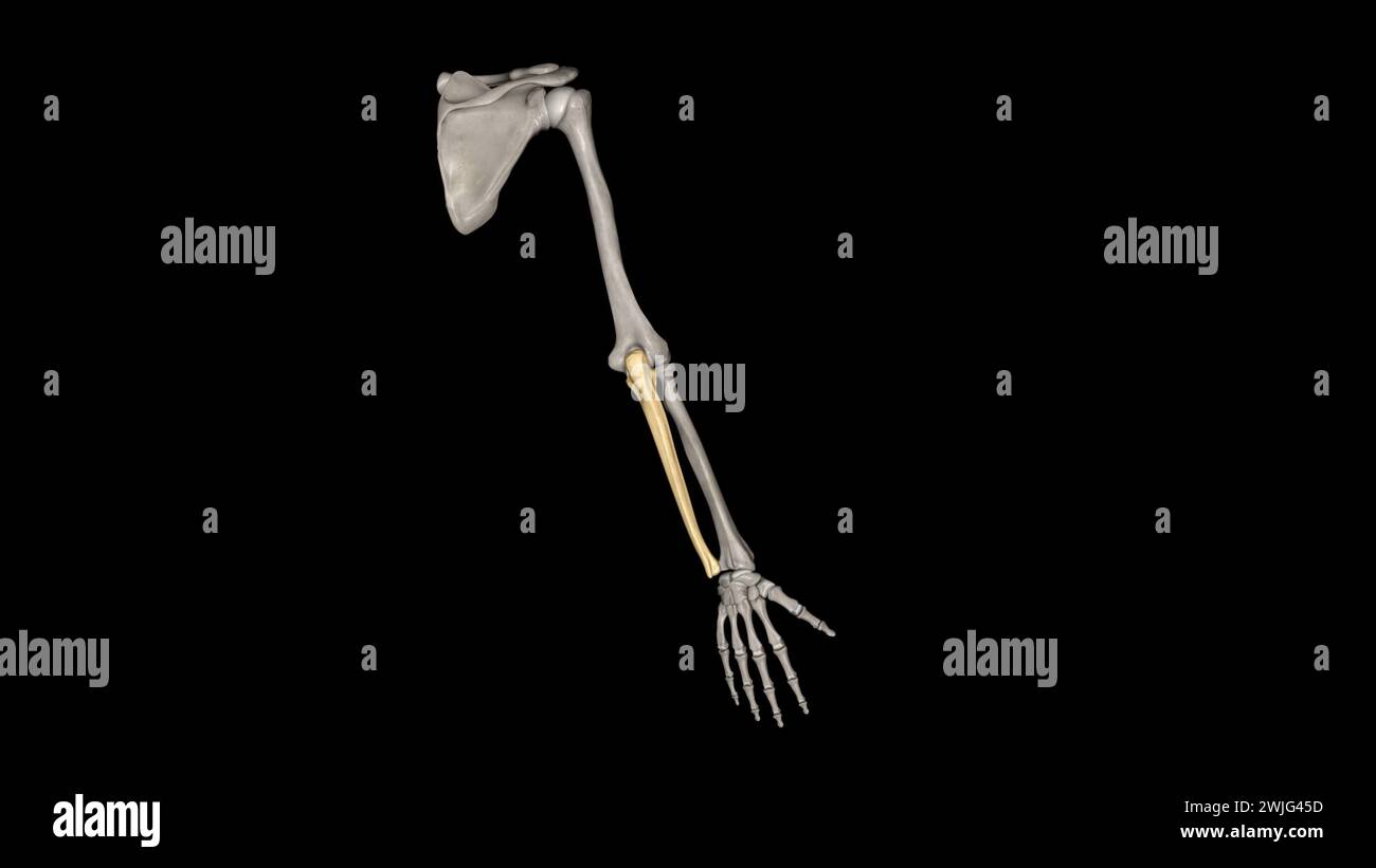 Die Ulna ist einer von zwei Knochen, aus denen der Unterarm besteht ...