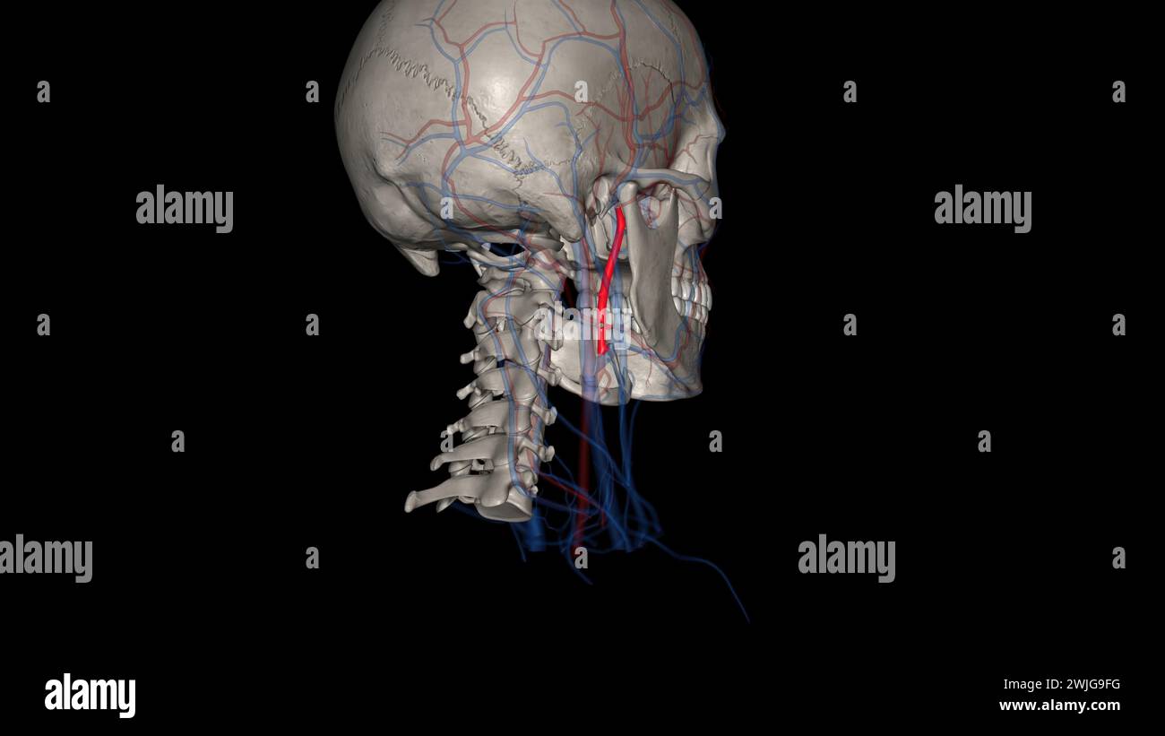 Die Arteria carotis externa ist eine Hauptarterie des Kopfes und ...