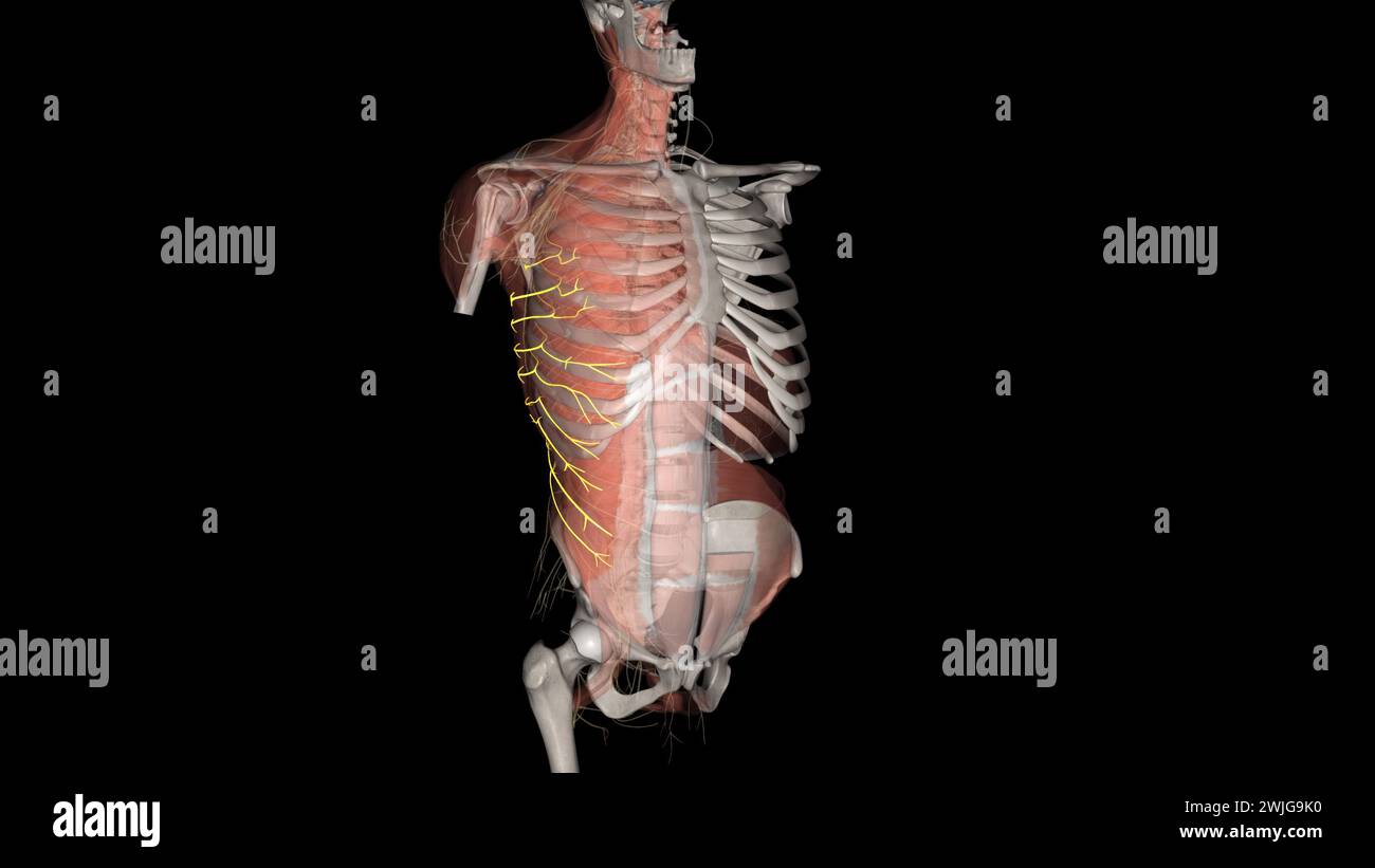 Anatomie du muscle intercostal -Fotos und -Bildmaterial in hoher ...