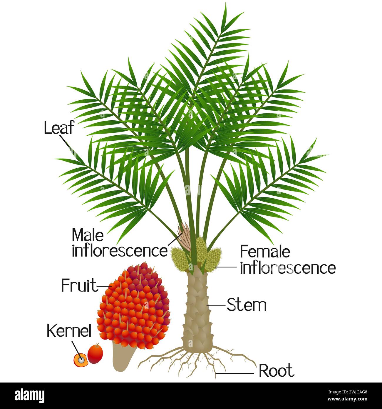 Palm tree seeds palm tree Stock-Vektorgrafiken kaufen - Alamy