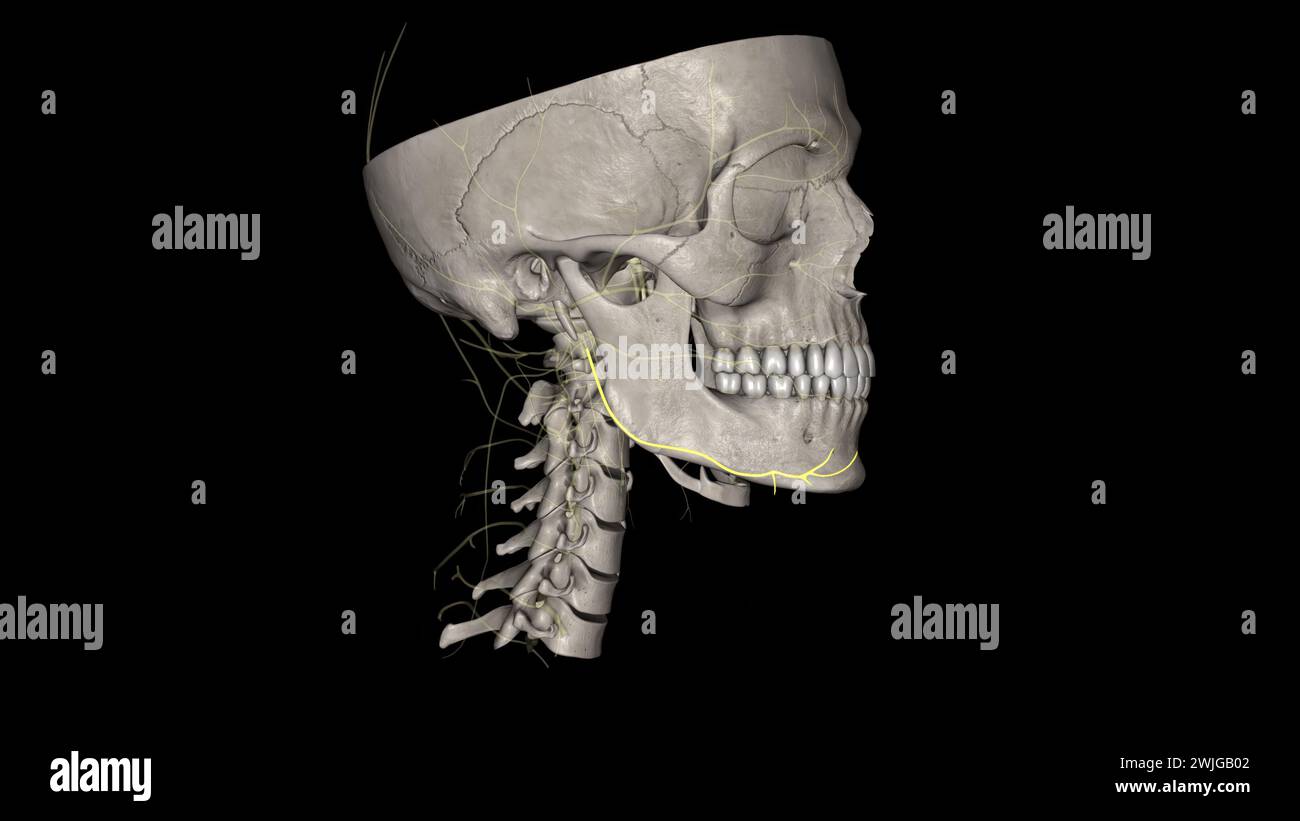 Nervio mandibular marginal -Fotos und -Bildmaterial in hoher Auflösung ...