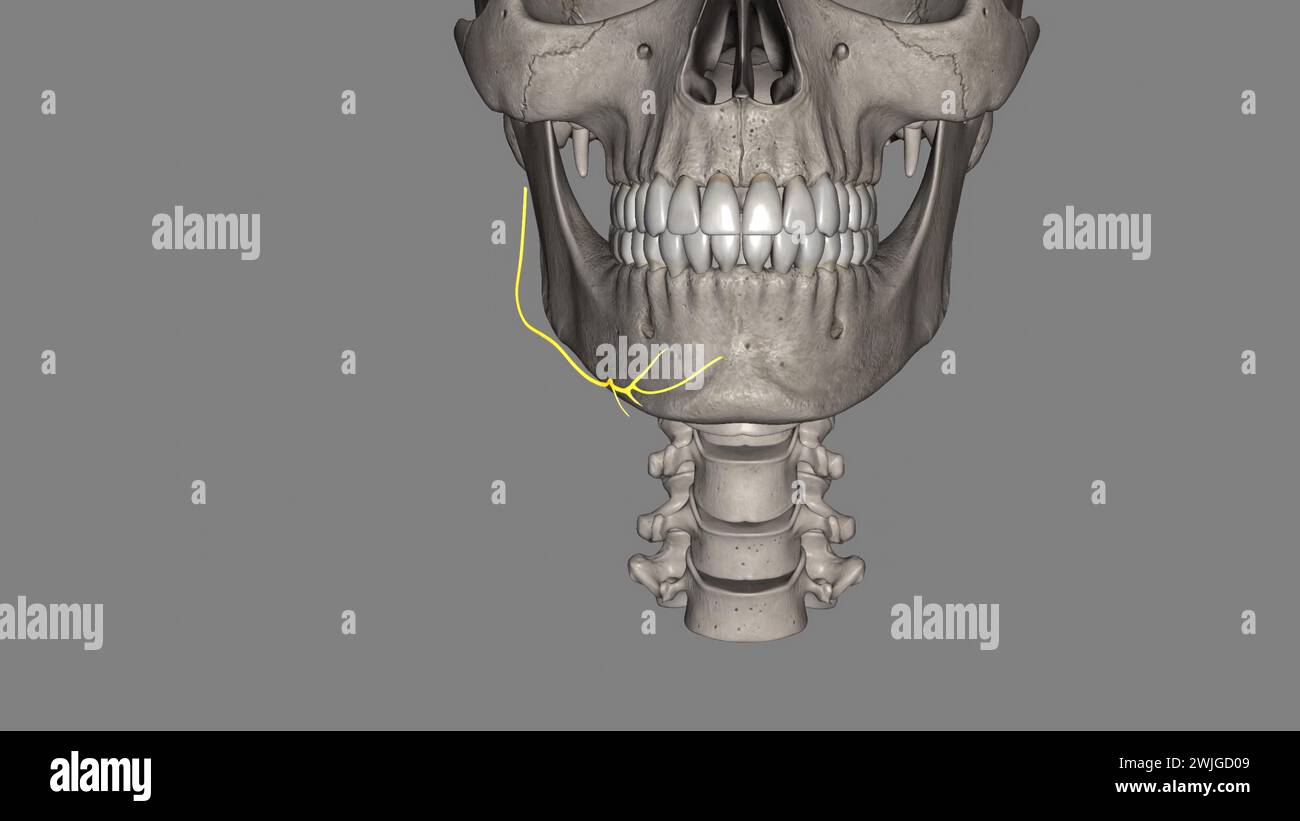 Nervio mandibular marginal -Fotos und -Bildmaterial in hoher Auflösung ...